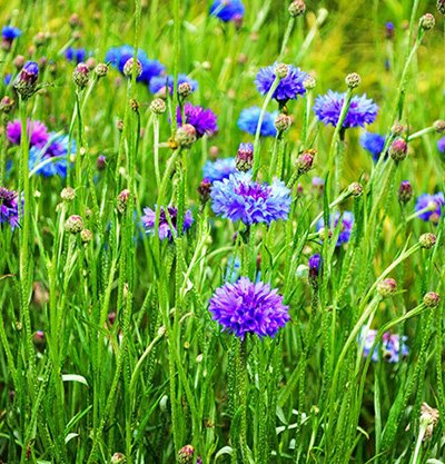 Descubre el aciano y sus propiedades para la piel | Blog Garnier